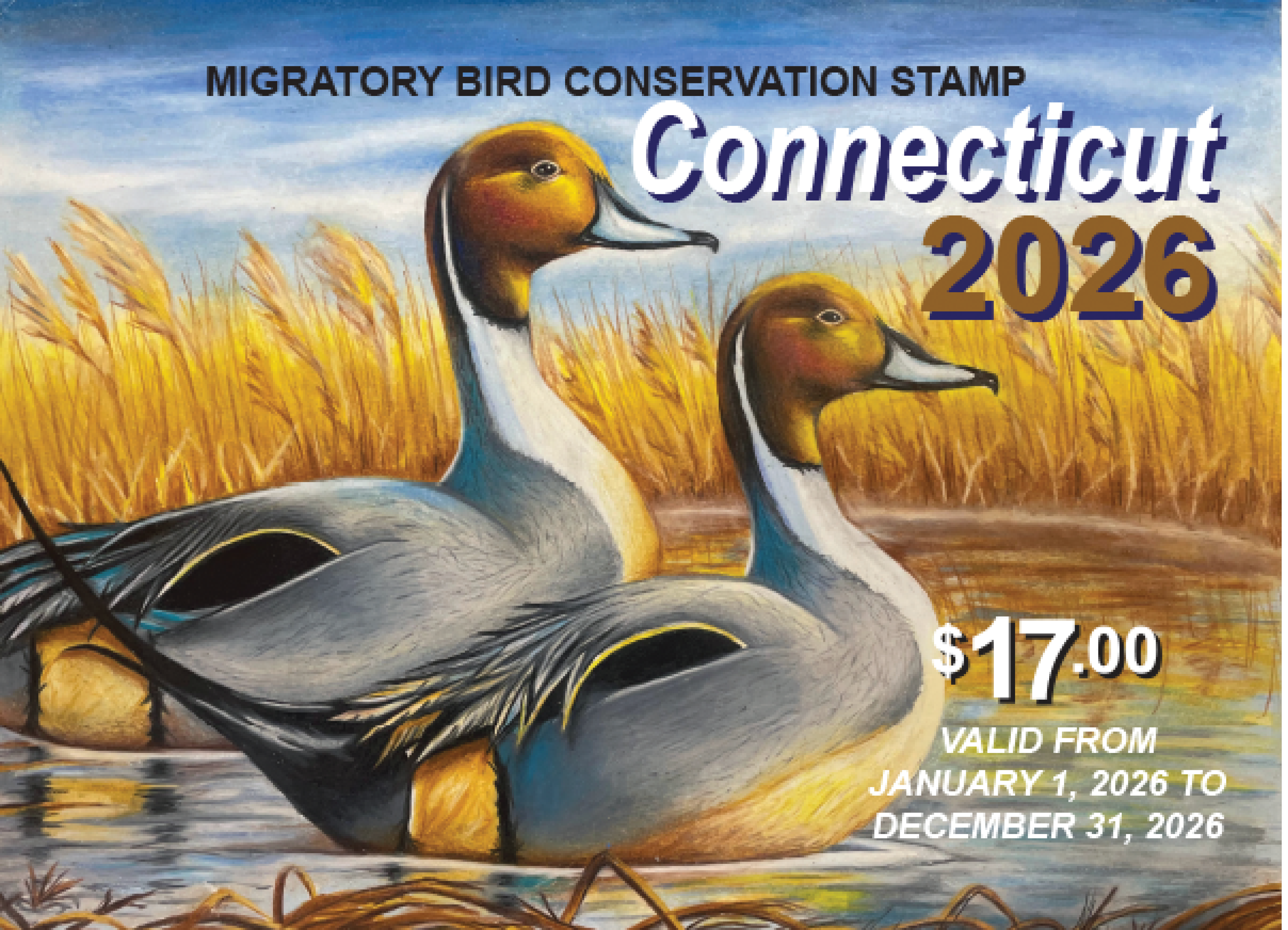 Connecticut 2026 Migratory Bird Conservation Stamp – DEEP Store