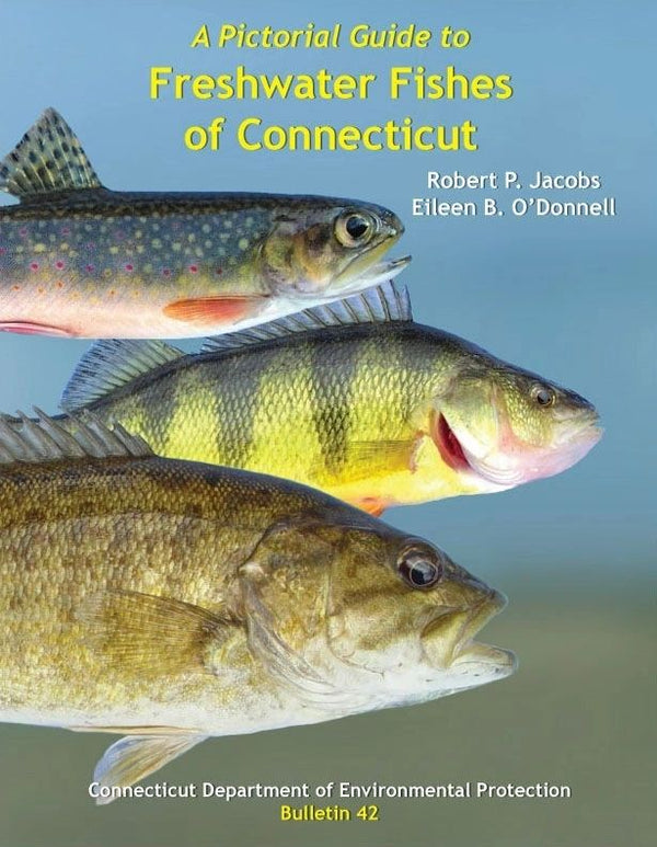Pictorial Guide to Freshwater Fishes of Connecticut – DEEP Store